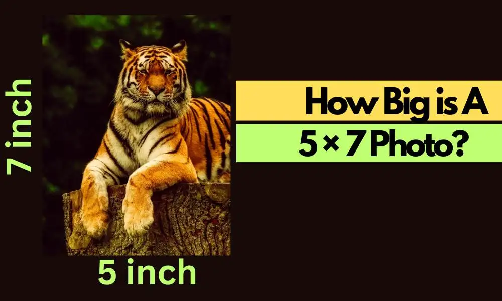 How Big is a 5×7 Photo? Understanding Dimensions in Various Units ...